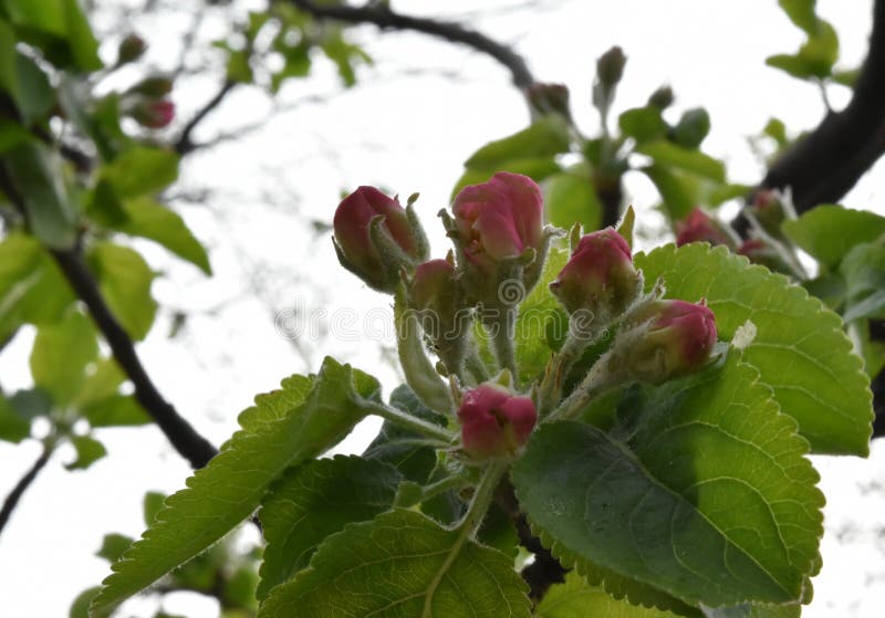 Tree pink buds stock photo. Image of blossomed, flowerscrimson - 113244690