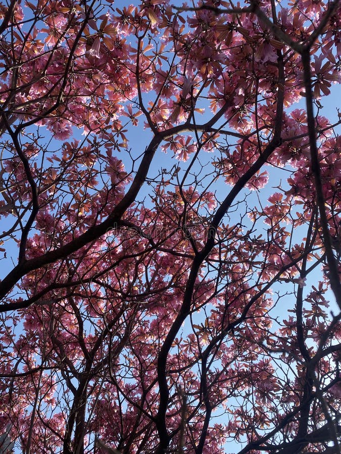 Tree with Pink Flowers on a Blue Sky Background Stock Image - Image of ...