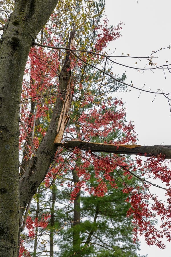 A Large Broken Tree Branch Laying on the Grass Near a House. Stock ...
