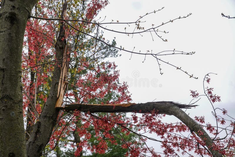 A Broken Branch of a Large Tree Laying on the Ground Near the Street ...