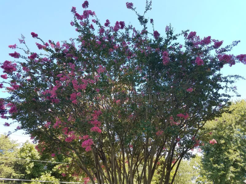 Tree with Pink Flowers and the Sky Stock Image - Image of botany ...