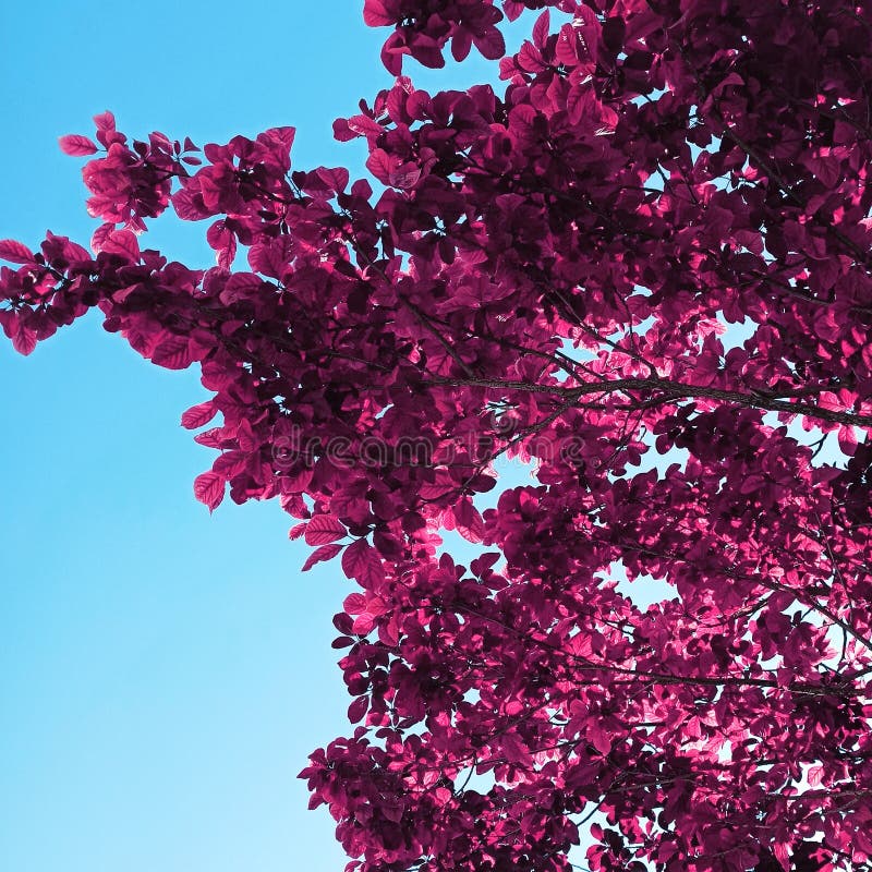 Tree with Pink Leaves Against Clean Blue Sky Retro Colors Stock Image ...