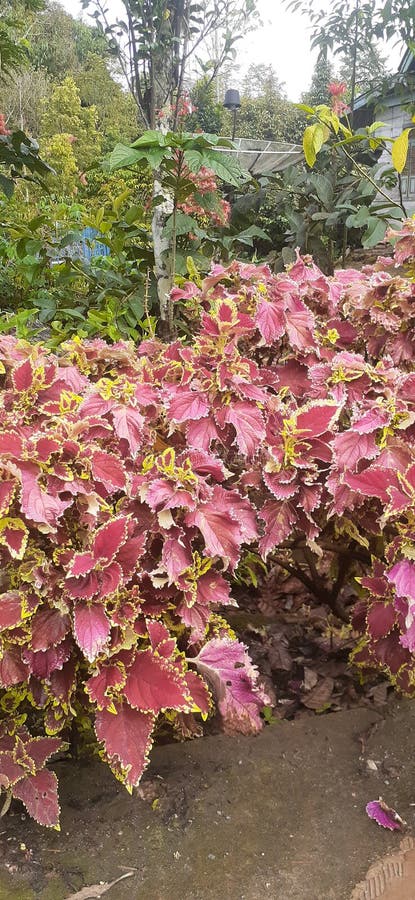 Tree with pink leaves stock photo. Image of flower, blossom - 254739870