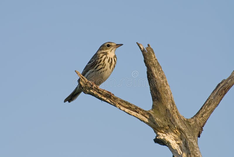 Tree Pipit stock image. Image of trivialis, tree, anthus - 12826427