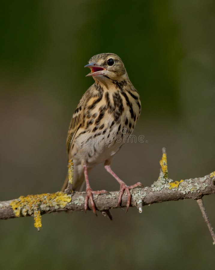 Tree Pipit (Anthus Trivialis) Stock Photo - Image of little, object ...