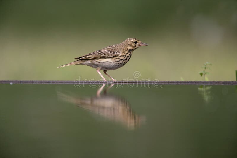 Tree Pipit, Anthus Trivialis Stock Photo - Image of trivialis, pipit ...