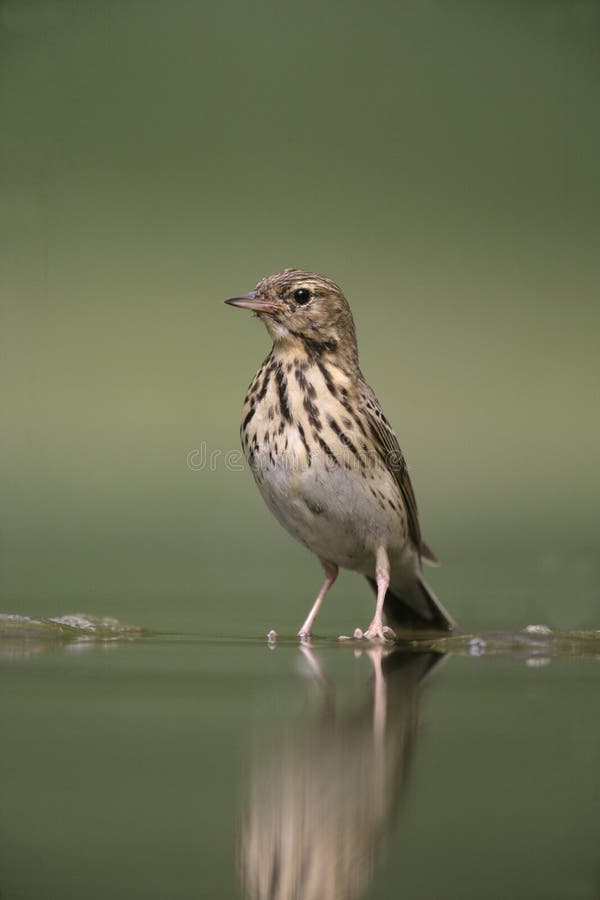 Tree Pipit, Anthus Trivialis Stock Image - Image of woodland, tree ...