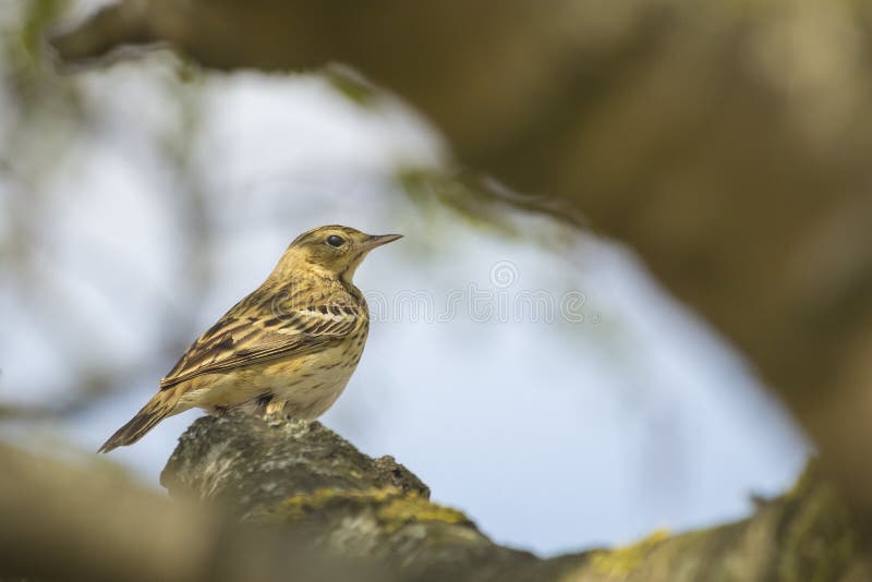 Tree Pipit singing stock image. Image of bird, coloured - 59237315