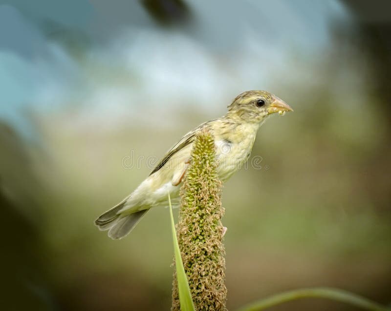 Tree Pipit a Small Bird Perched on a Canopy Stock Photo - Image of ...
