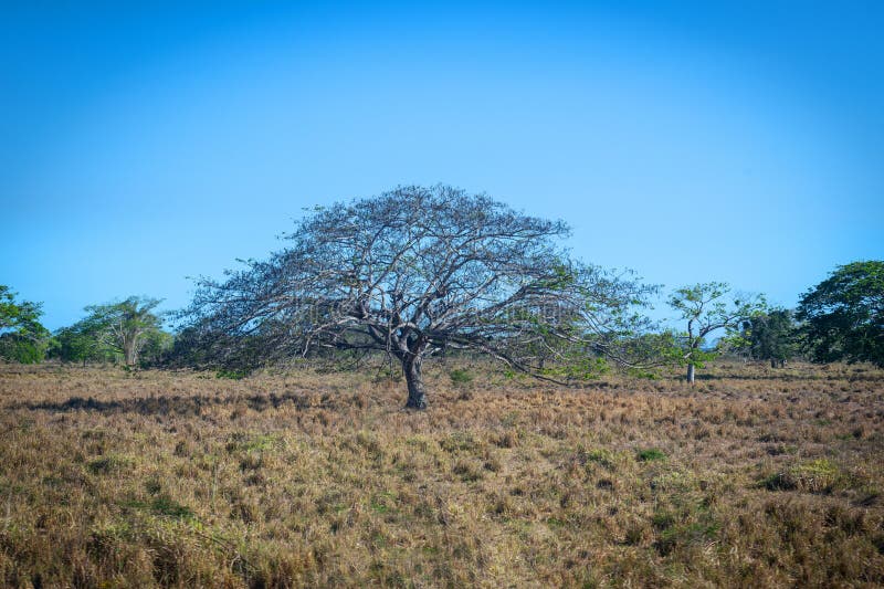 Tree on the Plains stock image. Image of weather, unusually - 280866483