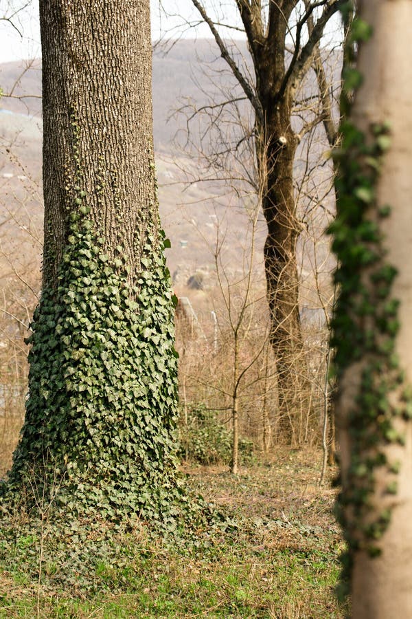 Sleeping Trees are Covered with Ivy in the Forest Stock Image - Image ...