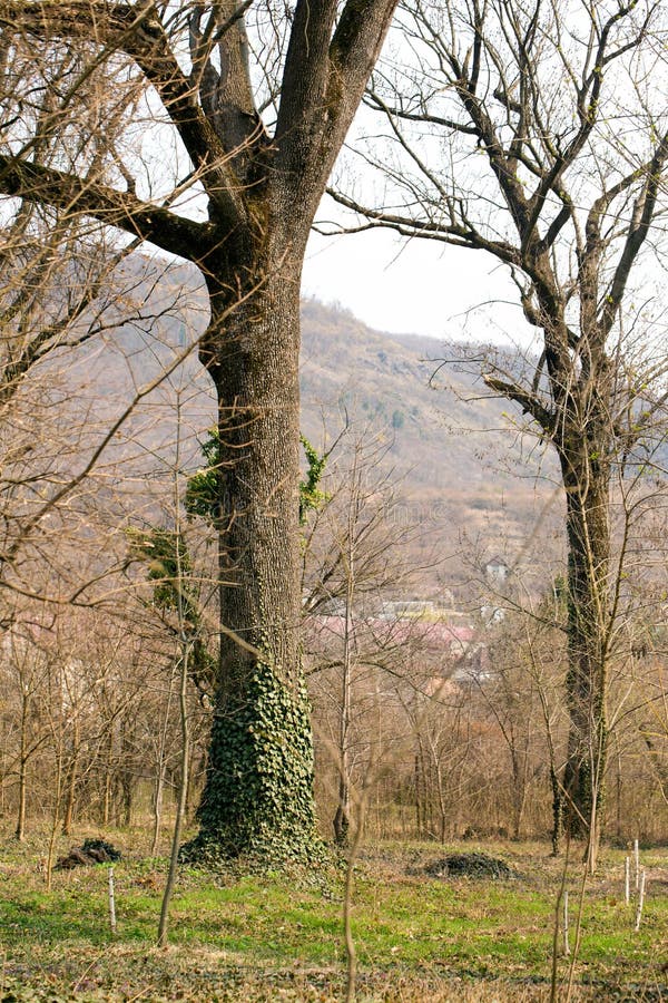 Tree Plaited with Ivy in the Forest on a Sunny Spring Stock Image ...