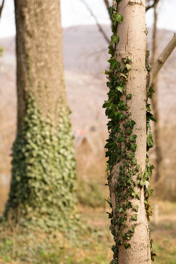 Tree Plaited with Ivy in the Forest on Stock Image - Image of forest ...