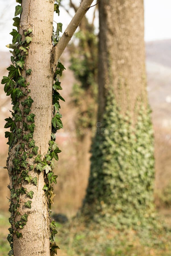 Tree Plaited with Ivy on a Sunny Morning in Spring Stock Image - Image ...