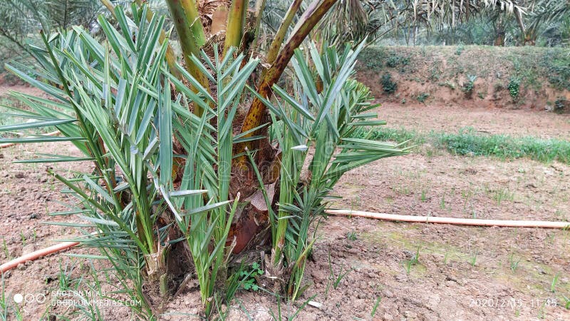 Tree plam tree stock photo. Image of crop, jungle, soil - 173435660