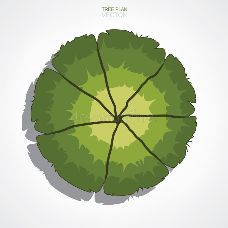 Tree Plan Drawing Stock Illustrations – 3,391 Tree Plan Drawing Stock ...