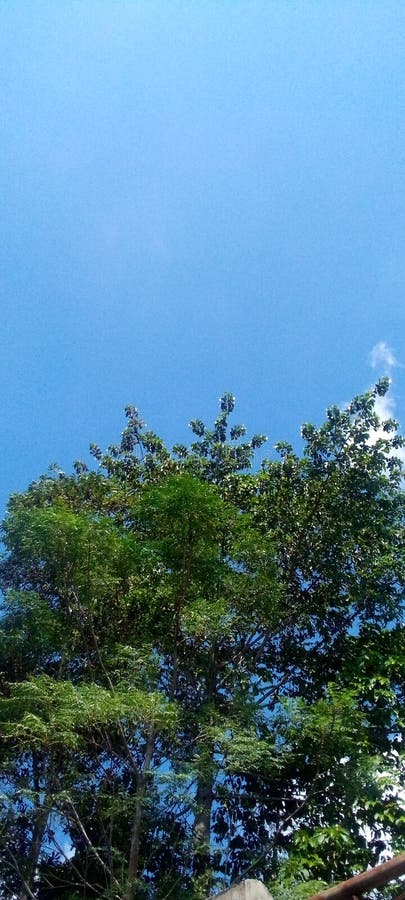 Tree plan grass stock image. Image of shrub, jungle - 260261281