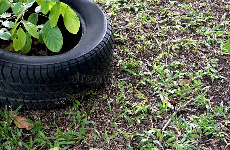 A Tree Plant in Car Tire Pot on the Ground in the Garden Stock Photo ...