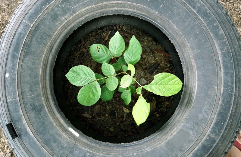A Tree Plant in Car Tire Pot on the Ground in the Park Stock Image ...