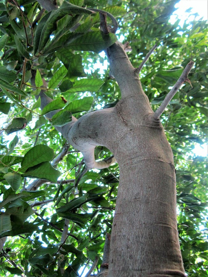 Tree stock photo. Image of root, tree, mulsh, wood, grand - 89369654