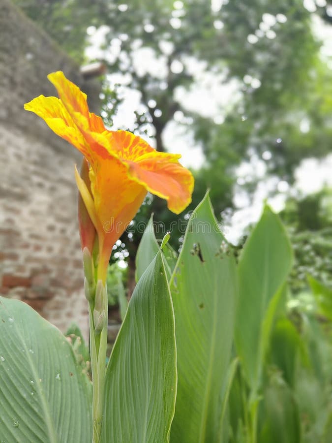 Tree Plant Flowers ???????? Stock Image - Image of grass, kali: 330119289