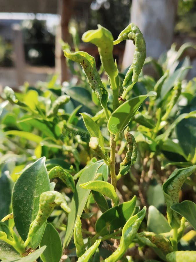 Tree Plant Garden Trees Nature General Stock Image - Image of tree ...