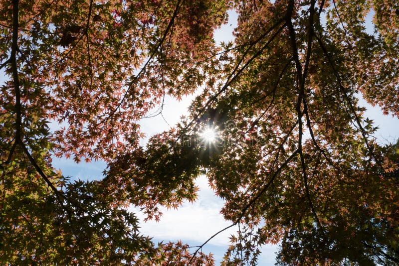 Tree Or Plant With Green Limb Leaf From Bottom View Stock Image - Image ...