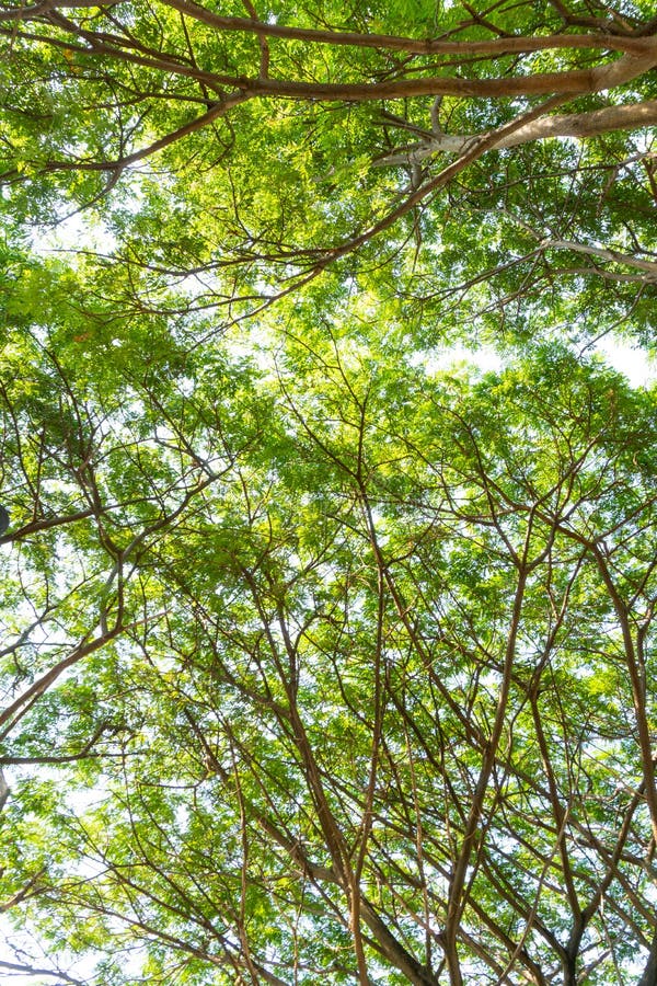 Green limb of tree stock photo. Image of woods, forest - 142469968