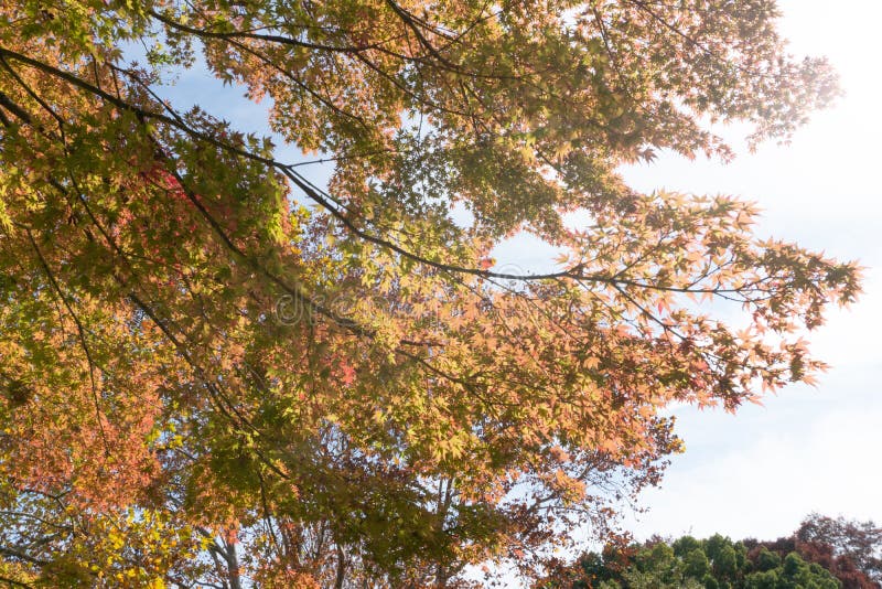 Tree Or Plant With Green Limb Leaf From Bottom View Stock Image - Image ...