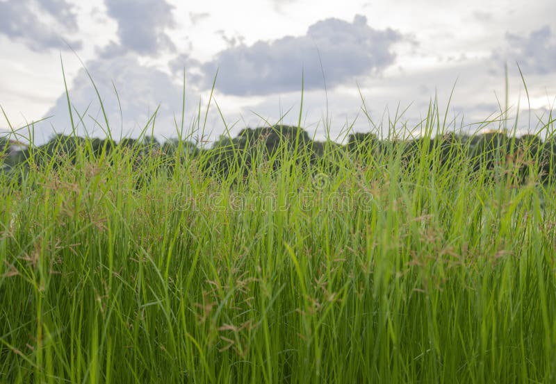 Tree Plant that Grow in Natural Environment Stock Photo - Image of ...