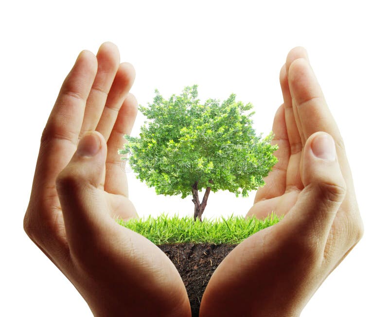 Tree, plant in the hand stock photo. Image of root, trunk - 41670800