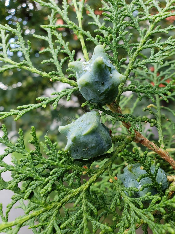 Tree, Plant, Leaf, Conifer Picture. Image: 132861870