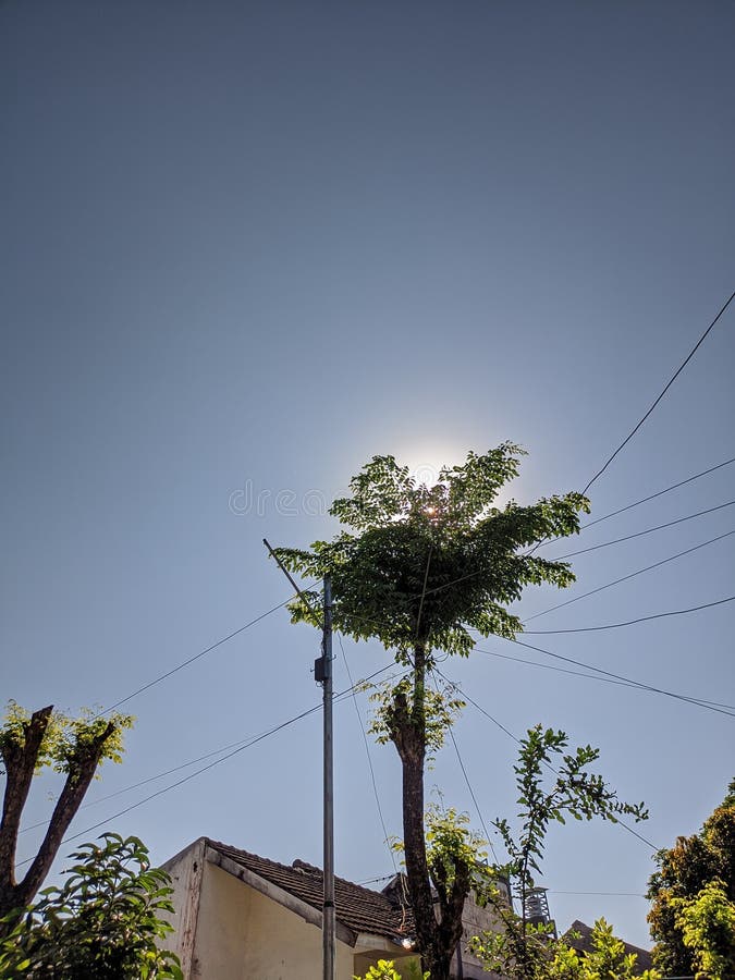 Tree Plant Light Reflections Stock Photo - Image of yellow, plant ...