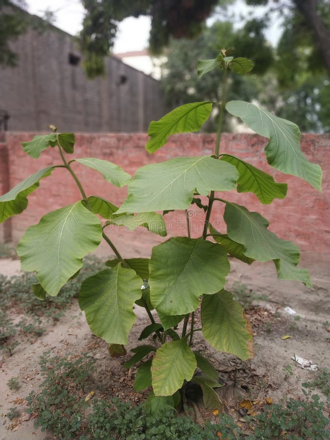 106 Sagwan Tree Stock Photos - Free & Royalty-Free Stock Photos from ...