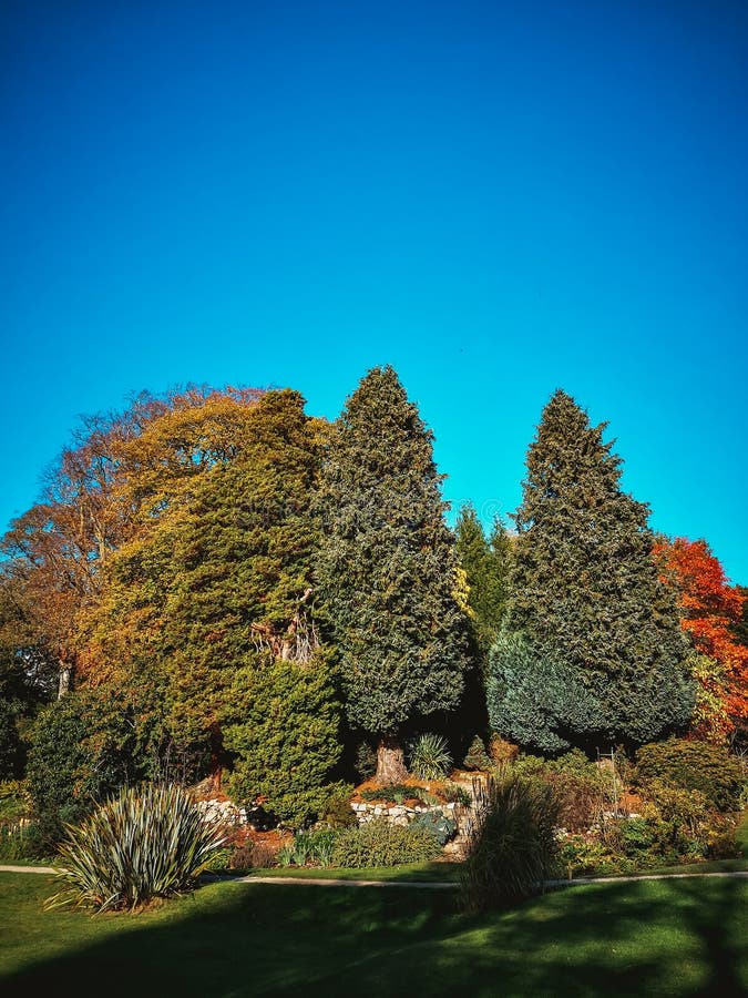 Tree plant wild stock image. Image of sunlight, landscape - 262347457