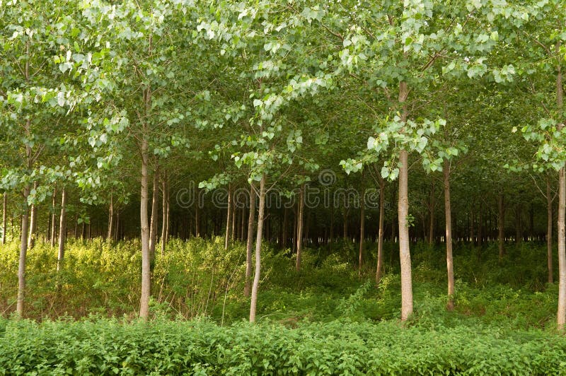 Tree Plantation stock image. Image of young, forest, growth - 10451539