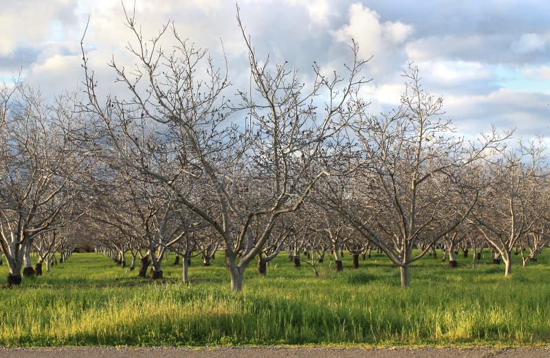 Tree Plantation stock image. Image of agricultural, plantation - 19147187