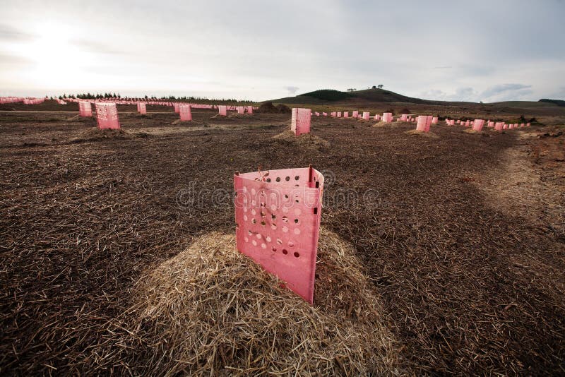 Tree Plantation stock image. Image of flora, tree, protection - 20693797