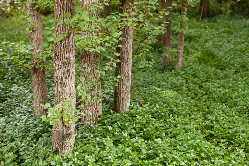 Tree Plantation stock image. Image of park, tree, nature - 25924373