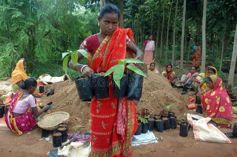 Tree Plantation editorial photography. Image of india - 26131132