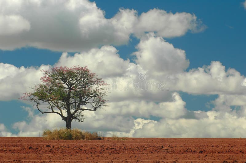 Tree and plantation stock photo. Image of nature, tree - 595518
