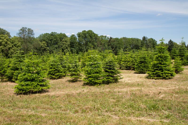 Tree plantation stock image. Image of grassland, bush - 271111479