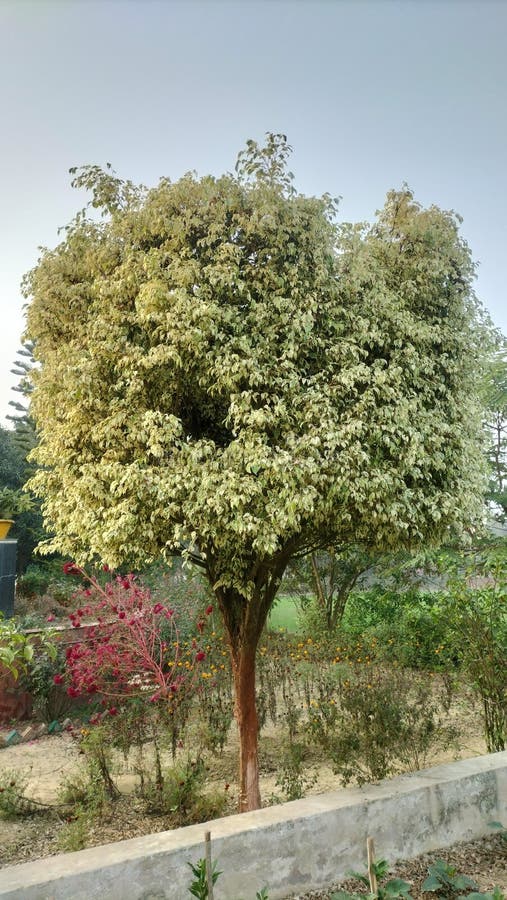 Tree Plantation in Rajnagar Madhubani Bihar India Stock Image - Image ...