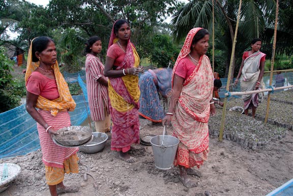 Tree Plantation in Sunderban Editorial Photography - Image of plant ...