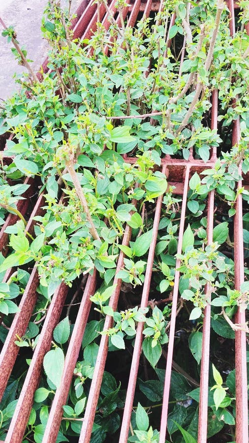 Tree Plantation Work Steel Frame of Our Village in India Stock Image ...