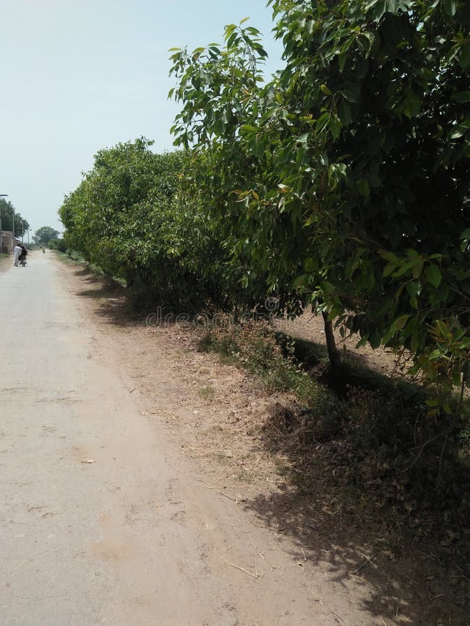 Tree Planted Along Side the Road Stock Image - Image of side, road ...