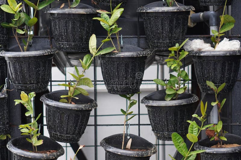 The Tree is Planted in a Black Pot and Hung Vertically Stock Photo ...