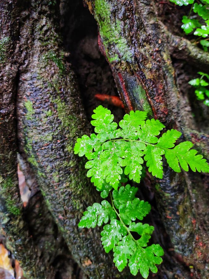 Tree planted stock image. Image of jungle, flower, vegetation - 221960107