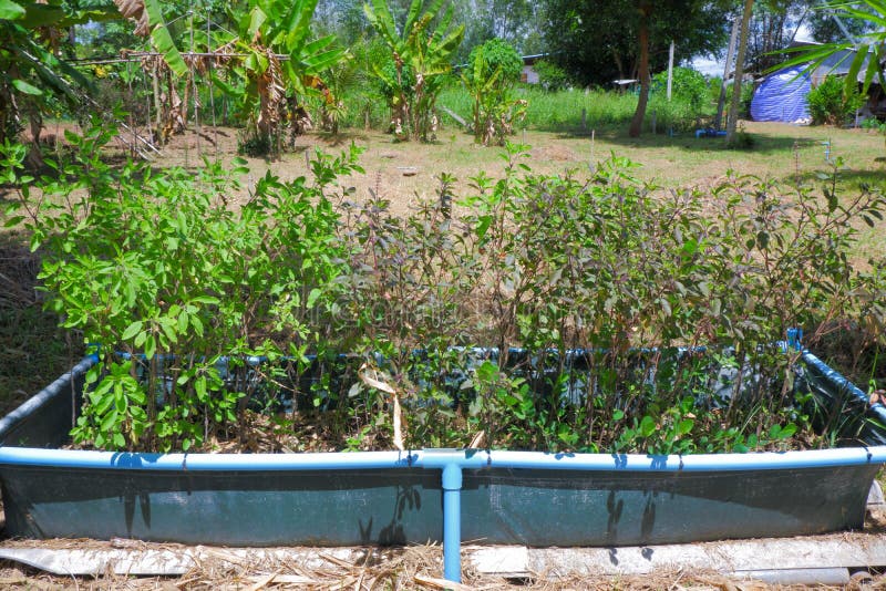Tree Planter Where the Structure is Made of Water Pipes. Stock Photo ...