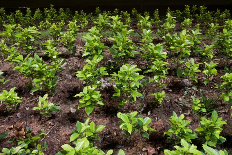 Tree planting. stock image. Image of close, beginning - 16277391